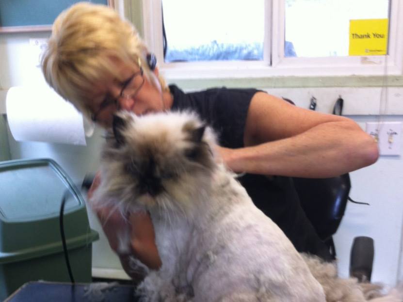 Classy Cat Cuts - Kelowna, BC | Okanagan Local